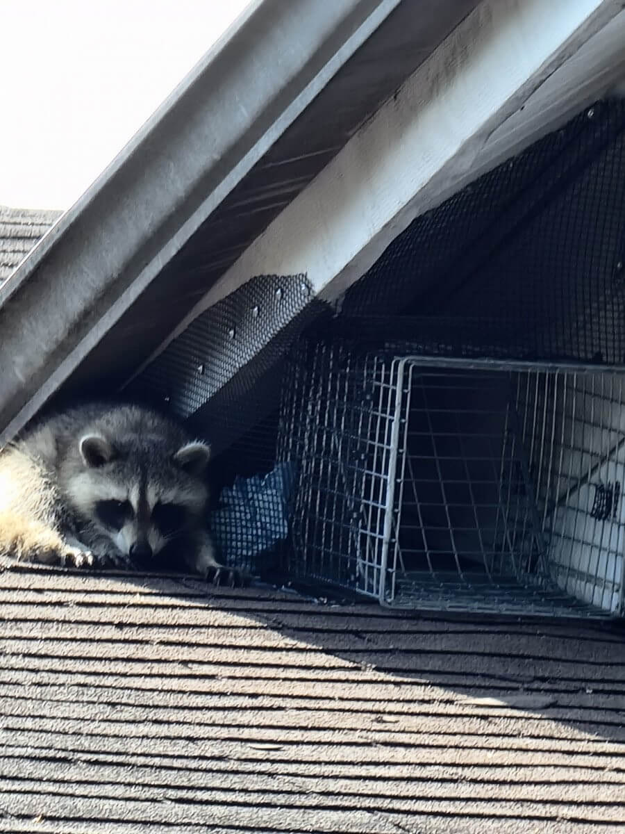 Wildlife Removal: What You Want to Know About Animals Living in Your Home