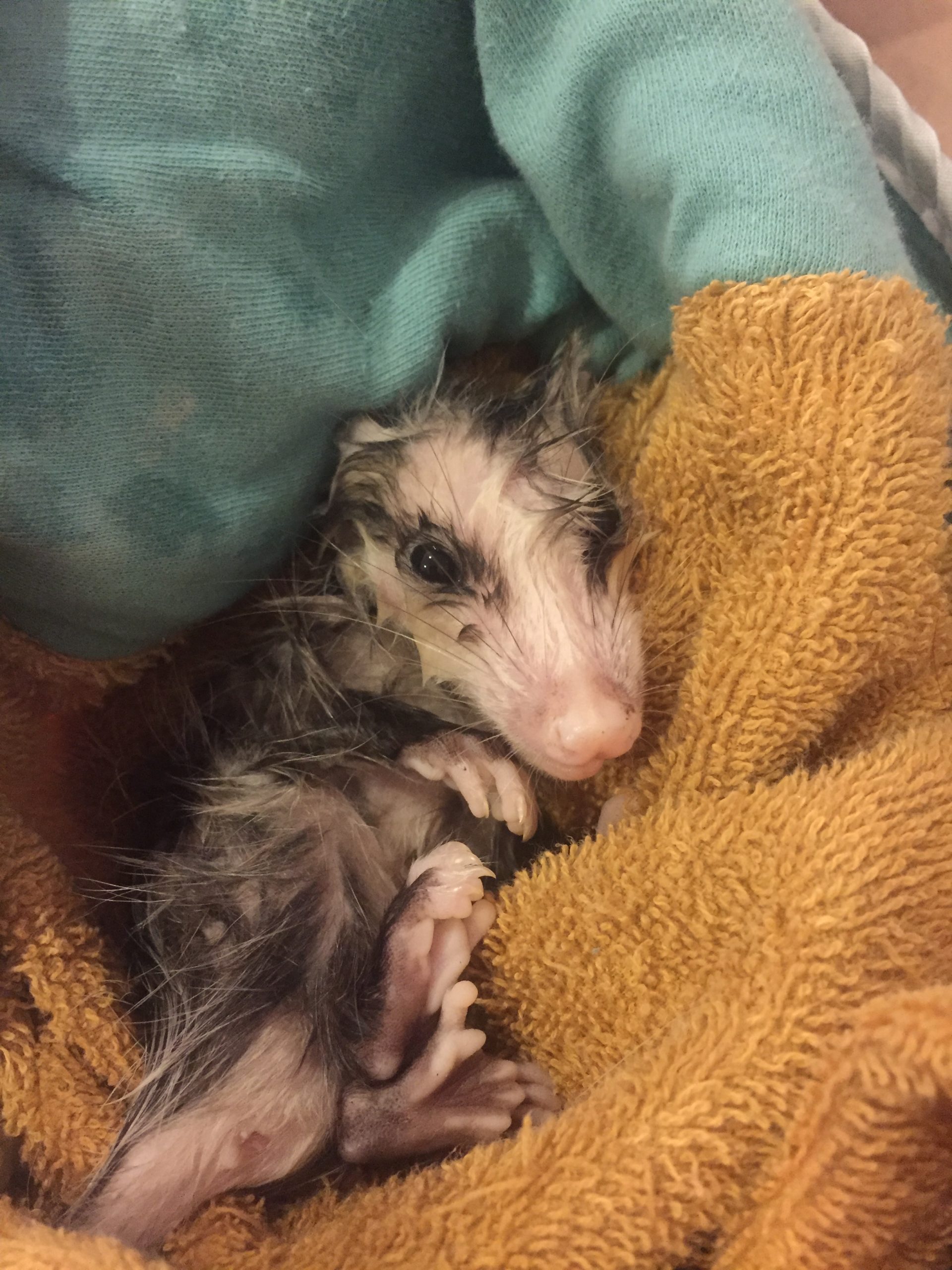 Wildlife Removal: What You Want to Know About Animals Living in Your Home