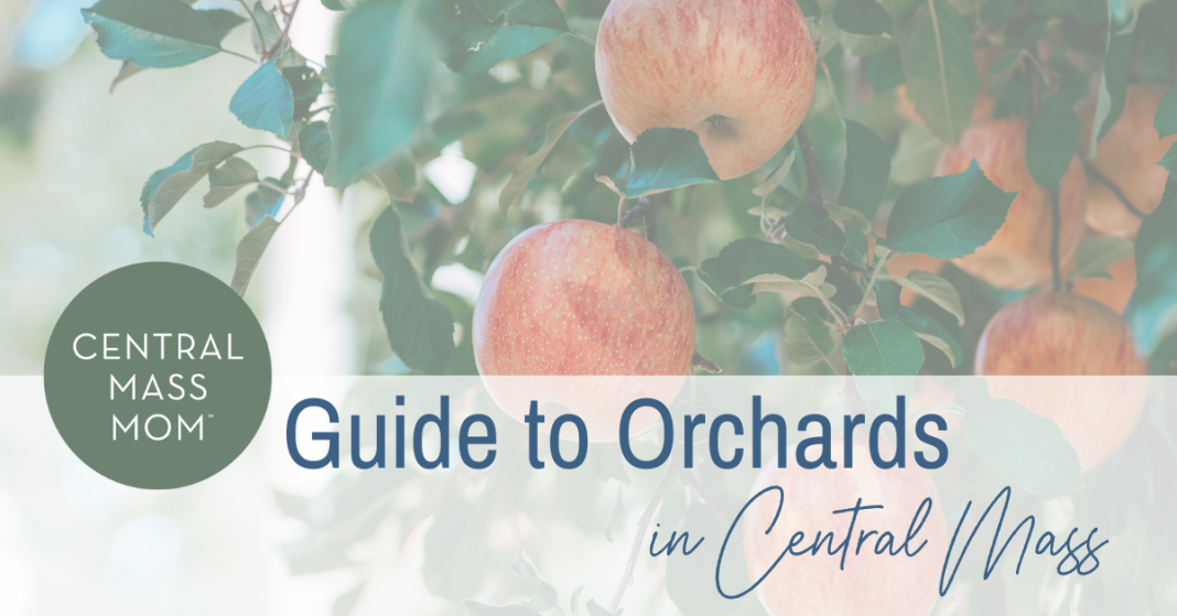 2025 Guide to Orchards in Central Mass